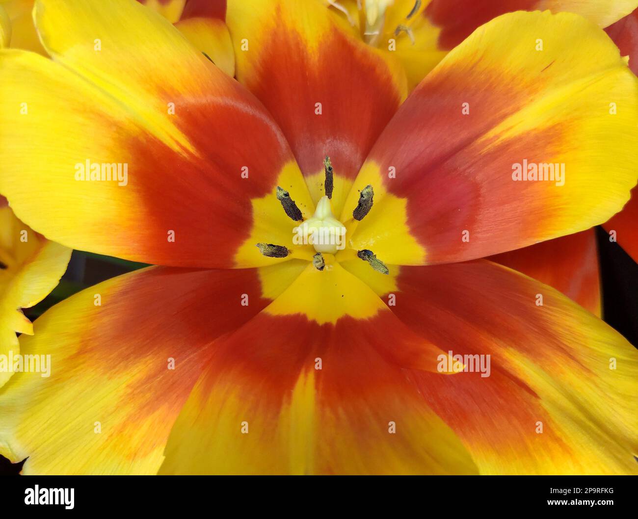 Beautiful Bright Red Orange Yellow Tulip flower close-up Stock Photo ...
