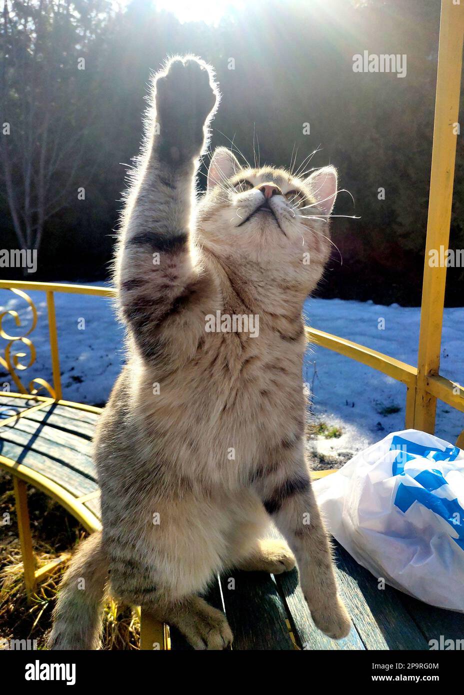 Cat raised paws hi-res stock photography and images - Alamy