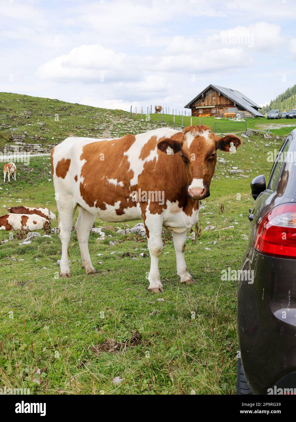 alpine cows on meadow Stock Photo - Alamy