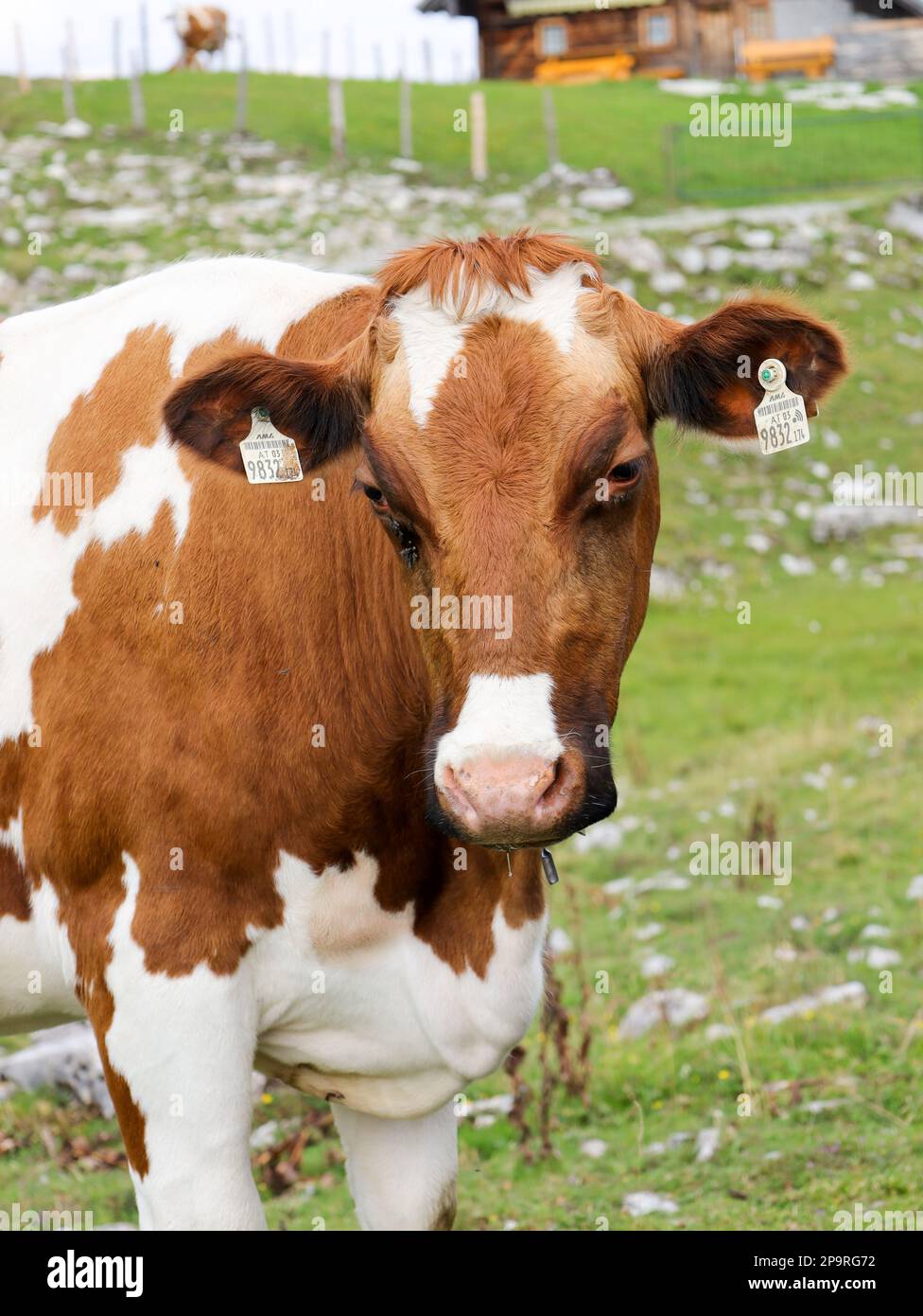 alpine cows on meadow Stock Photo - Alamy