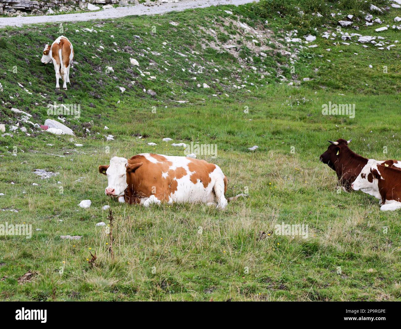 alpine cows on meadow Stock Photo - Alamy