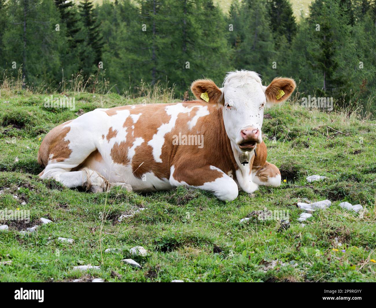 alpine cows on meadow Stock Photo - Alamy