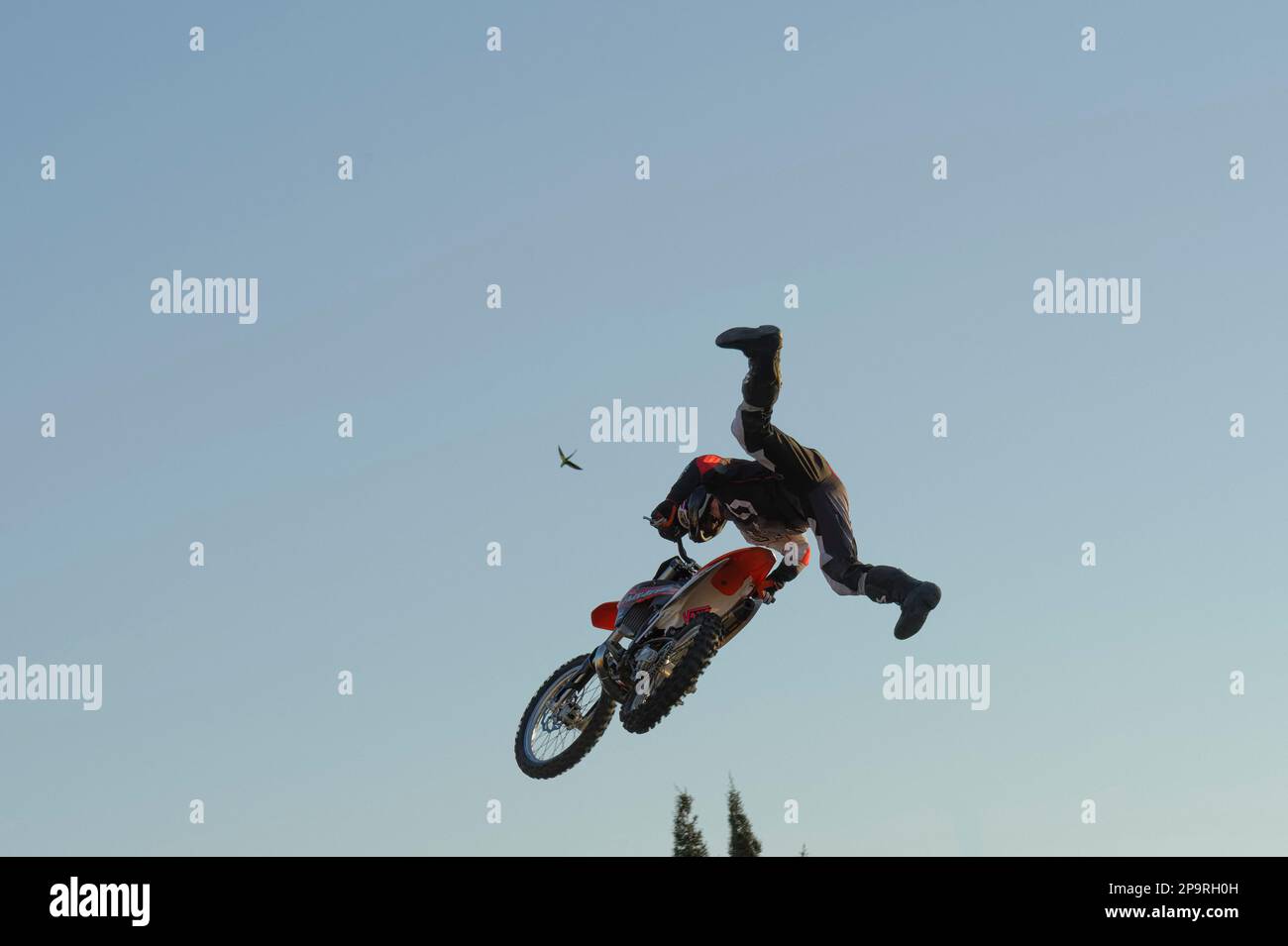 Motocross MX Freestyle rider is catching up with a bird Stock Photo - Alamy