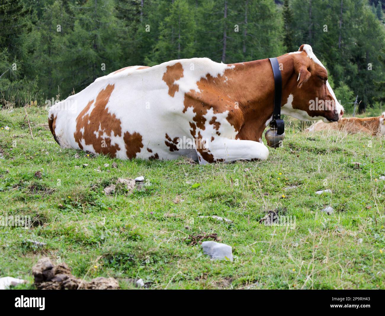 alpine cows on meadow Stock Photo - Alamy