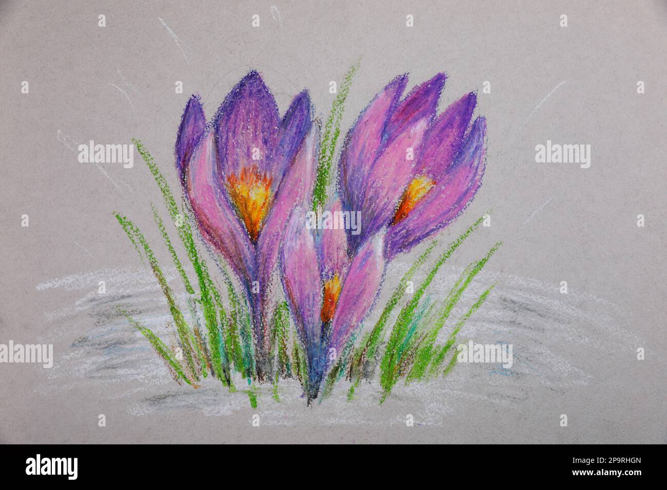 Pastel drawing of beautiful crocus flowers on light background Stock ...