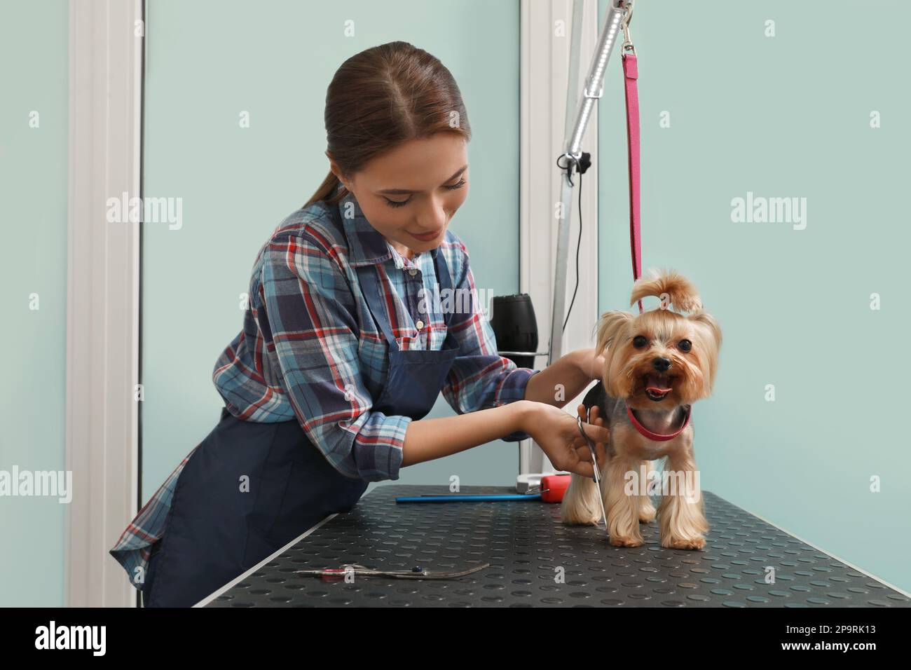 Professional groomer giving haircut hi-res stock photography and images ...