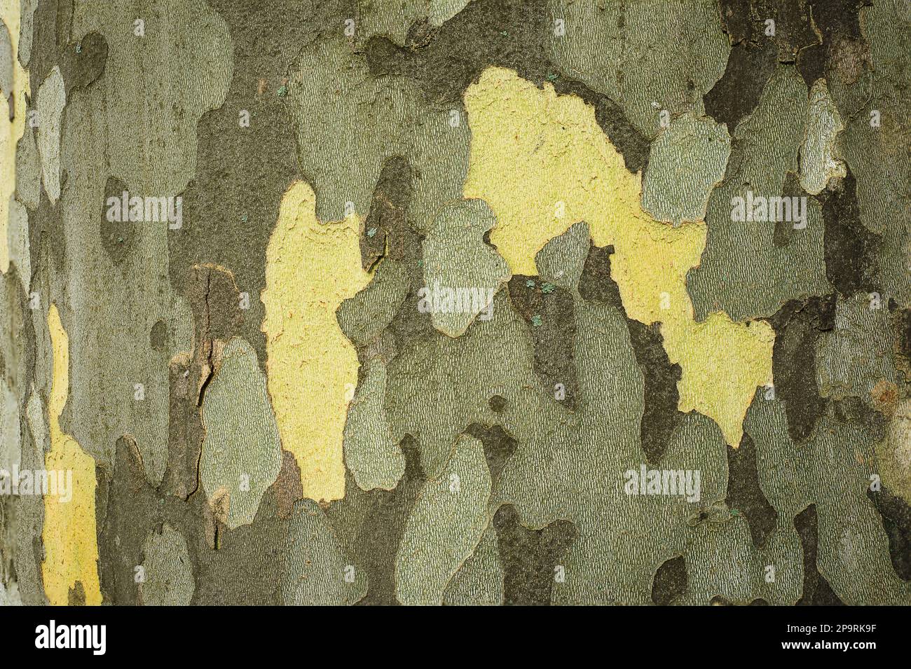 Texture of the bark of the Platanus (London plane) tree. Platan bark ...