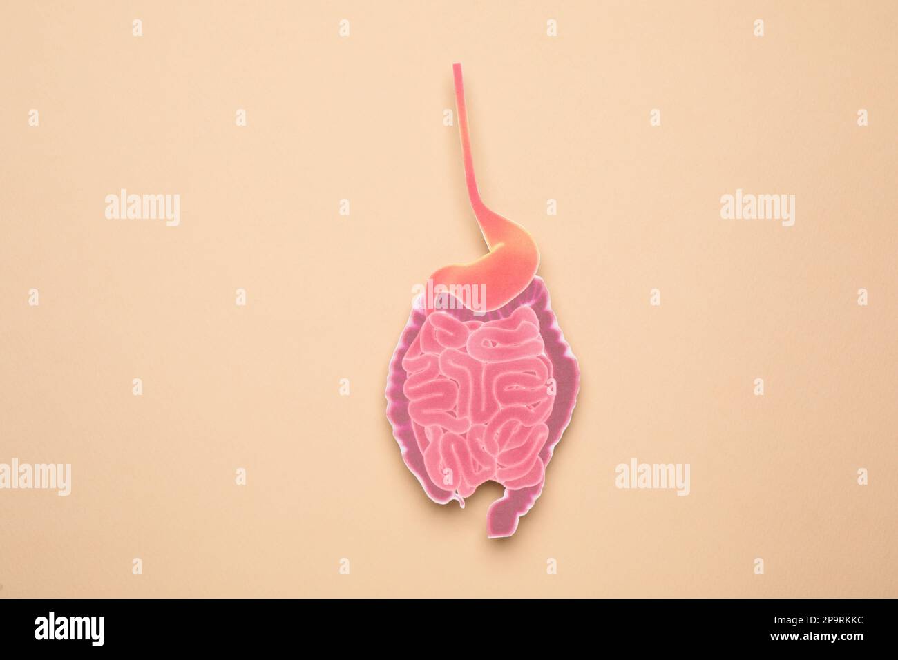 Paper cutout of small intestine on beige background, top view Stock ...