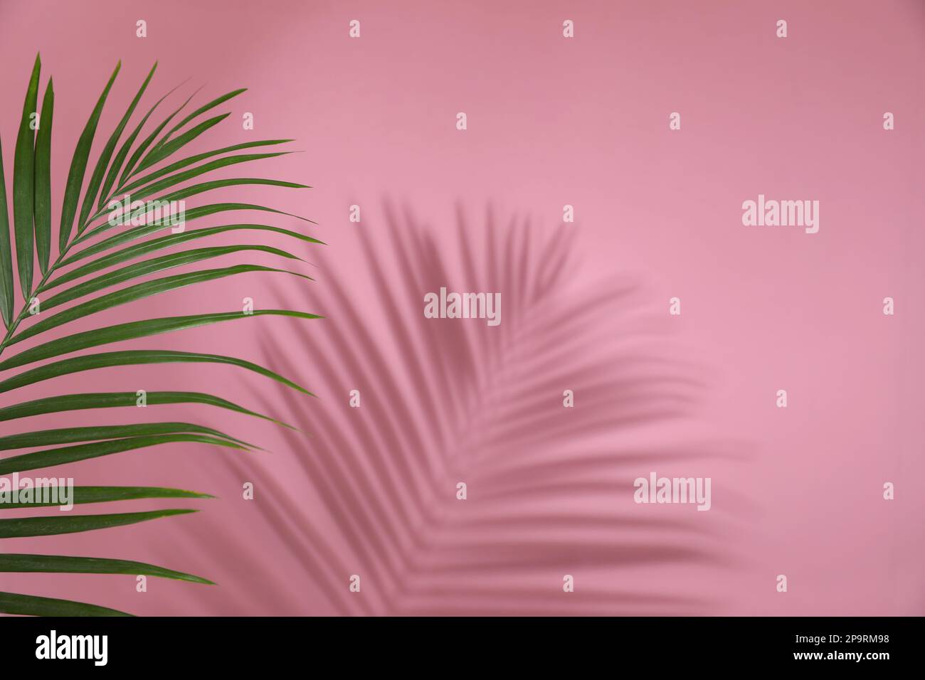 Tropical palm leaf throwing shadow on pink background, space for text ...