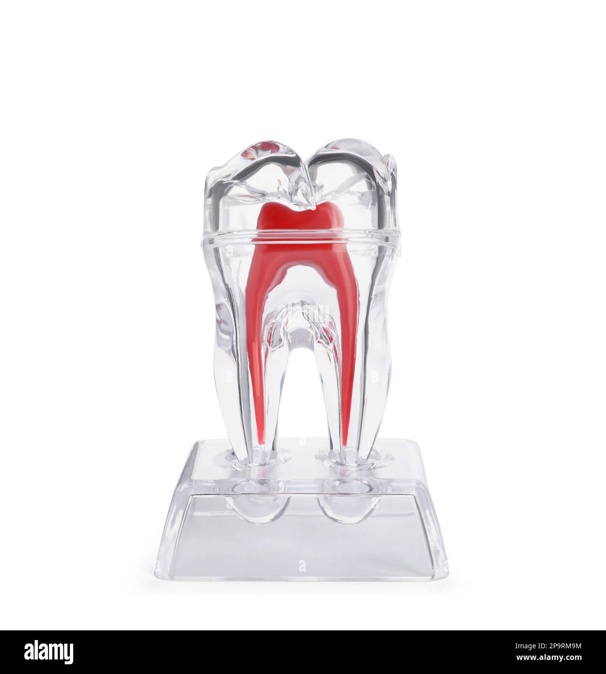 Educational model of tooth isolated on white Stock Photo - Alamy