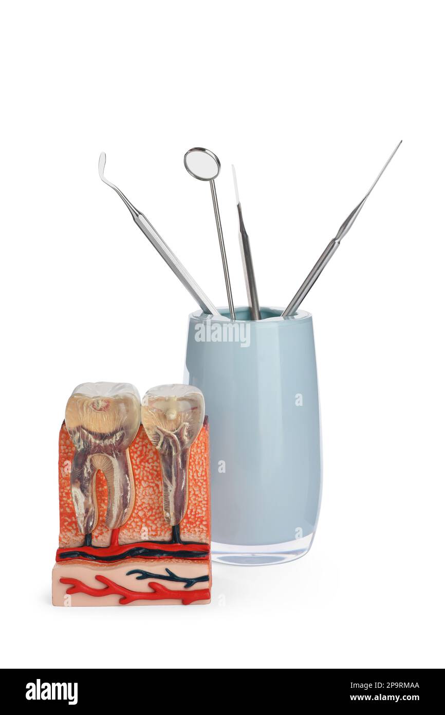 Professional tools in holder and educational model of jaw section with ...