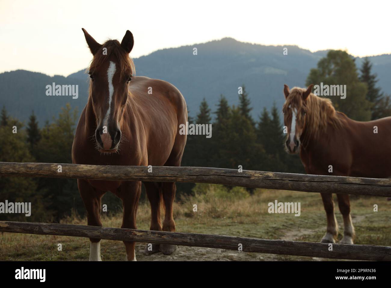 Beautiful amazing wild horses in hi-res stock photography and images ...
