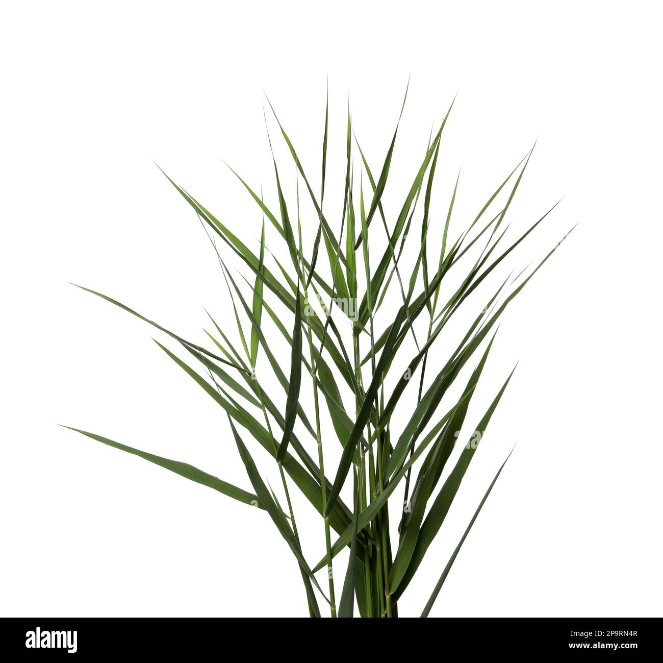 Beautiful reeds with lush green leaves on white background Stock Photo ...
