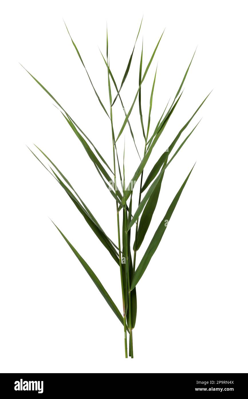 Beautiful reeds with lush green leaves on white background Stock Photo ...