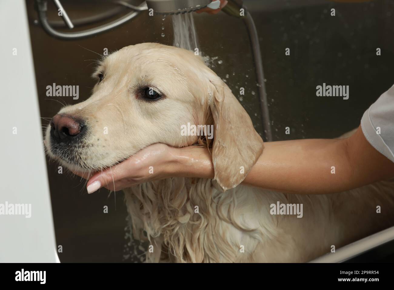 Professional groomer washing cute dog in pet beauty salon, closeup ...