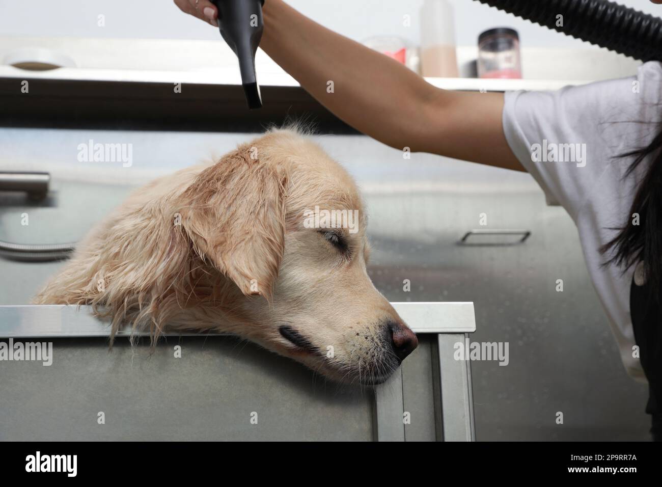 Professional groomer drying fur of cute dog after washing in pet beauty ...