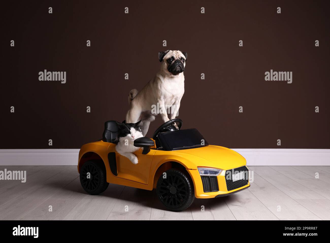 Dogs In Cars Pugs