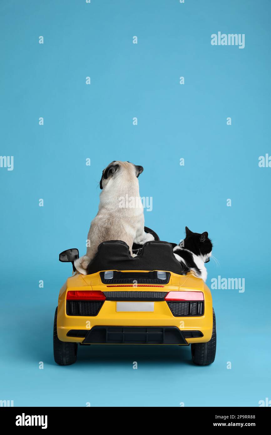 Adorable pug dog and cat in toy car on light blue background, back view ...