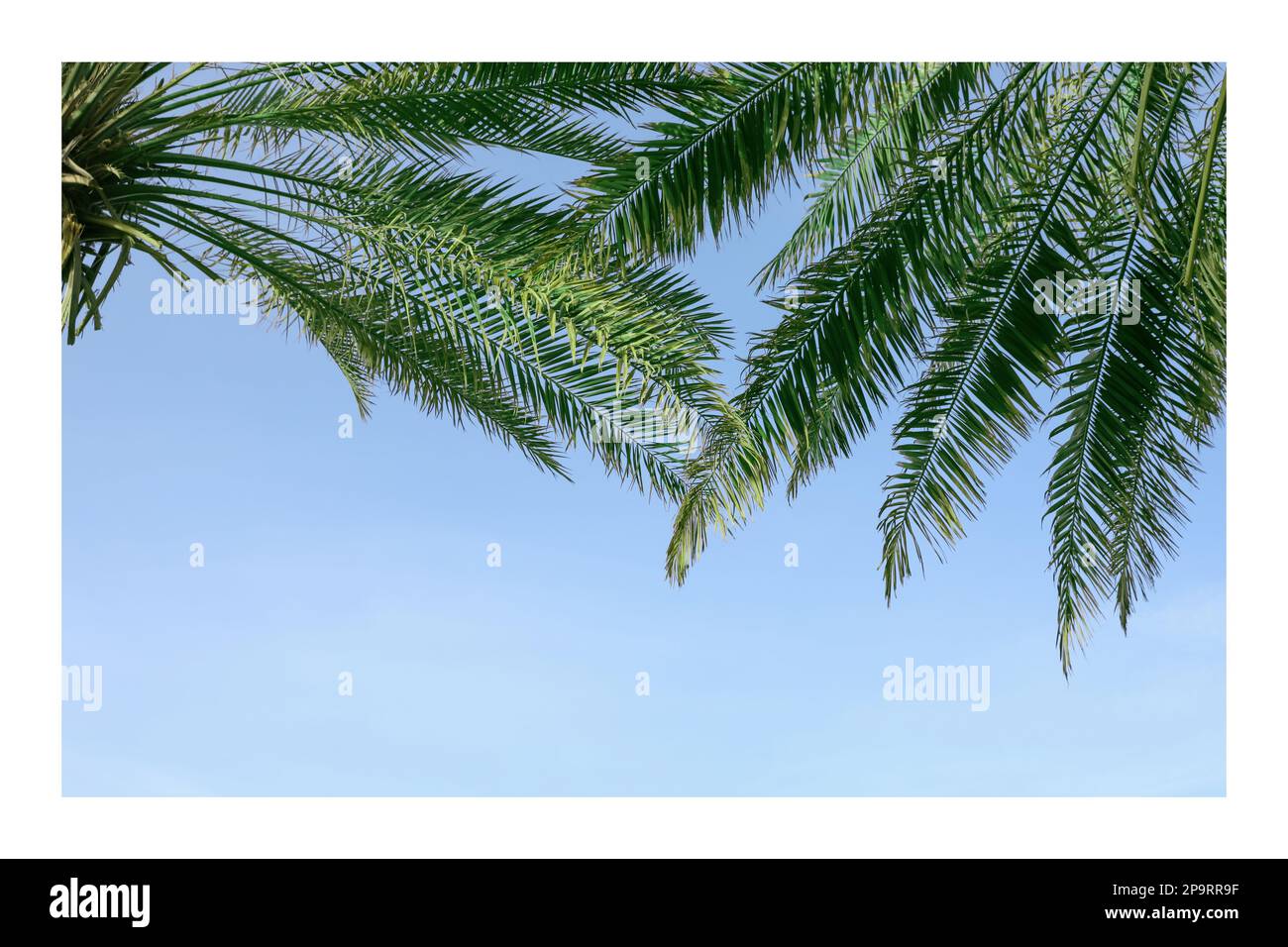Green branches tropical palms Cut Out Stock Images & Pictures - Alamy