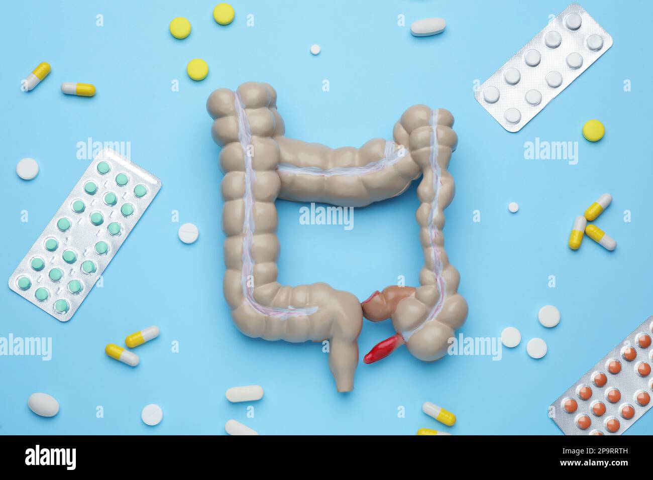 Anatomical model of large intestine and pills on light blue background ...