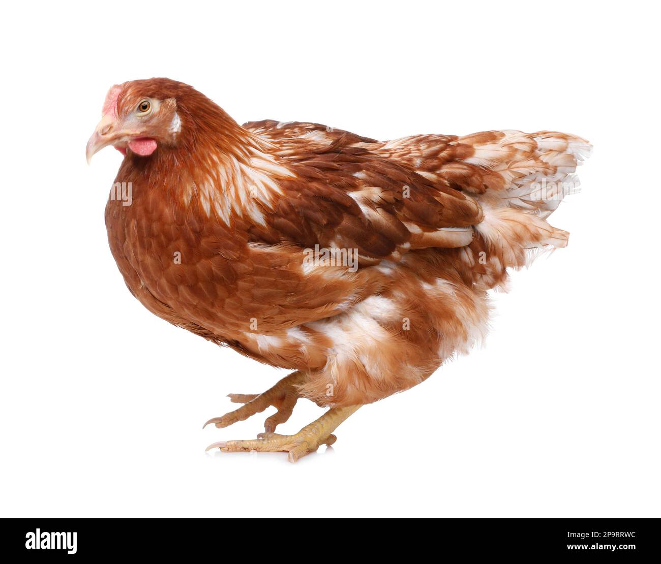 Beautiful chicken on white background. Domestic animal Stock Photo - Alamy