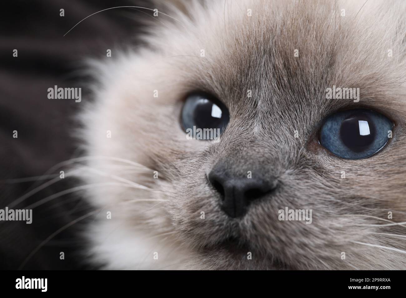 Birman cat with beautiful blue eyes on dark background, closeup Stock ...