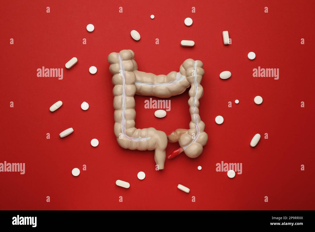 Anatomical model of large intestine and pills on red background, flat ...