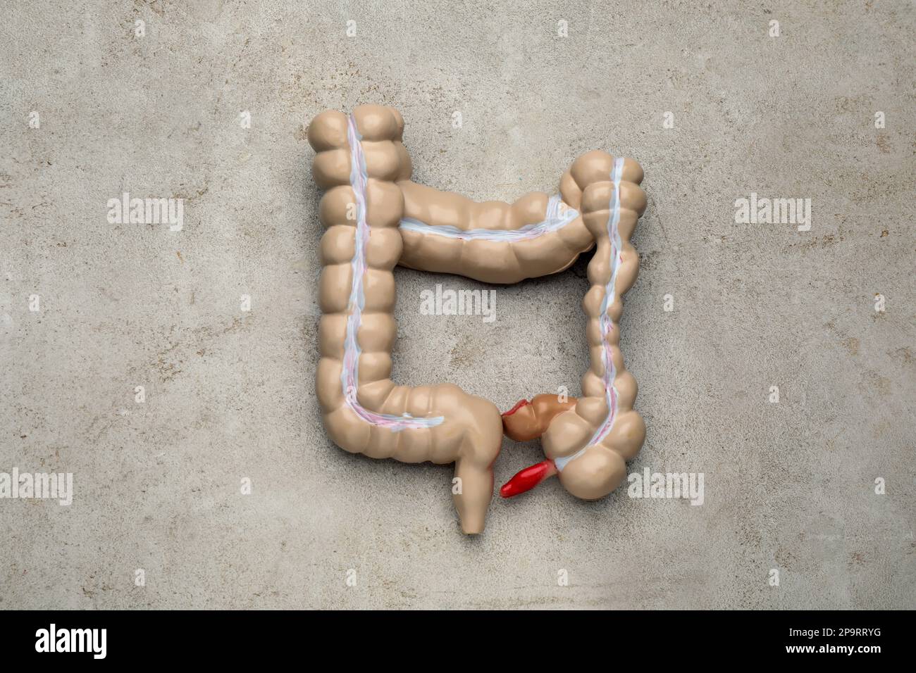 Anatomical model of large intestine on light grey background, top view ...