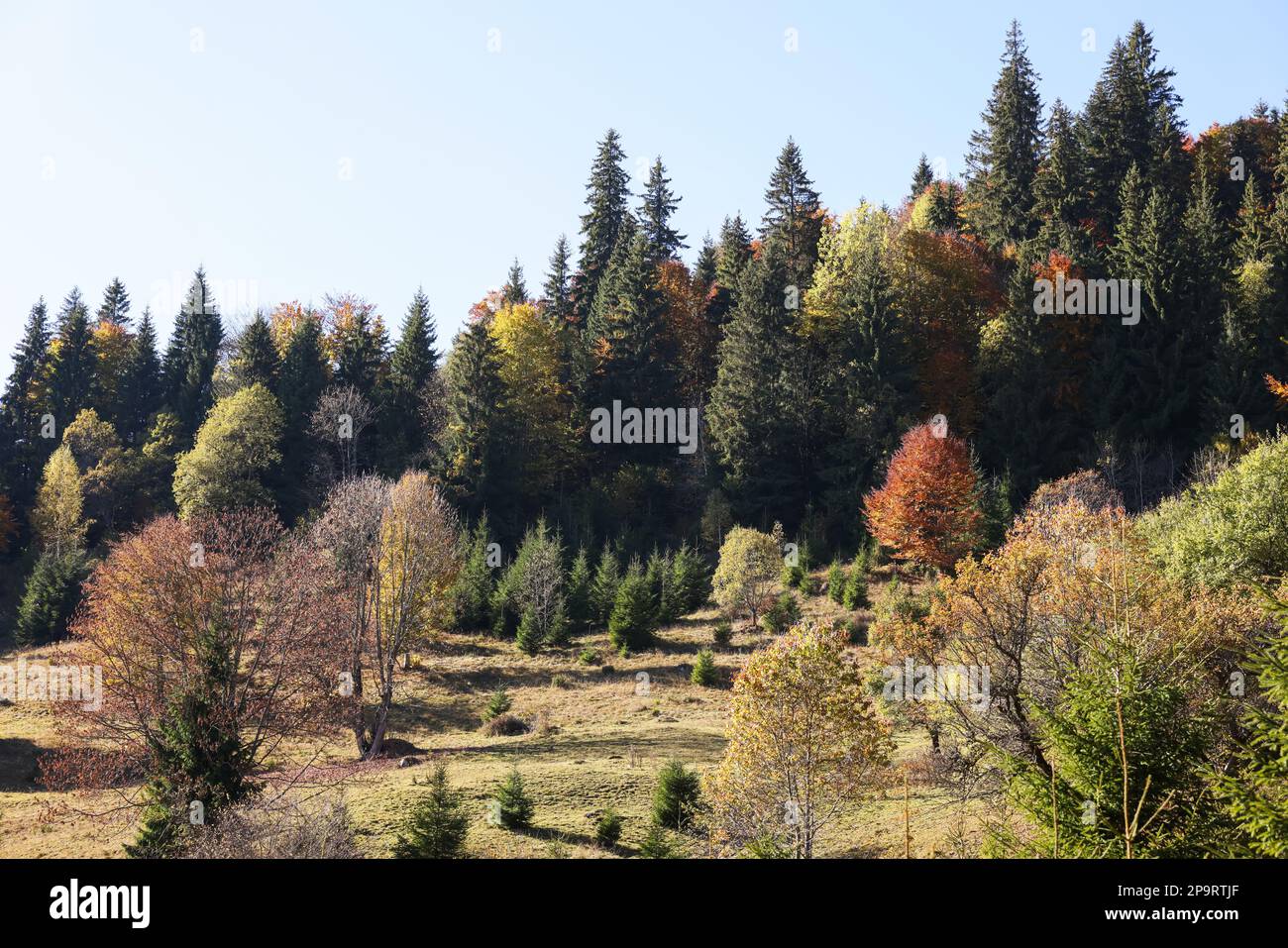 Mixed shrub and conifer hi-res stock photography and images - Alamy
