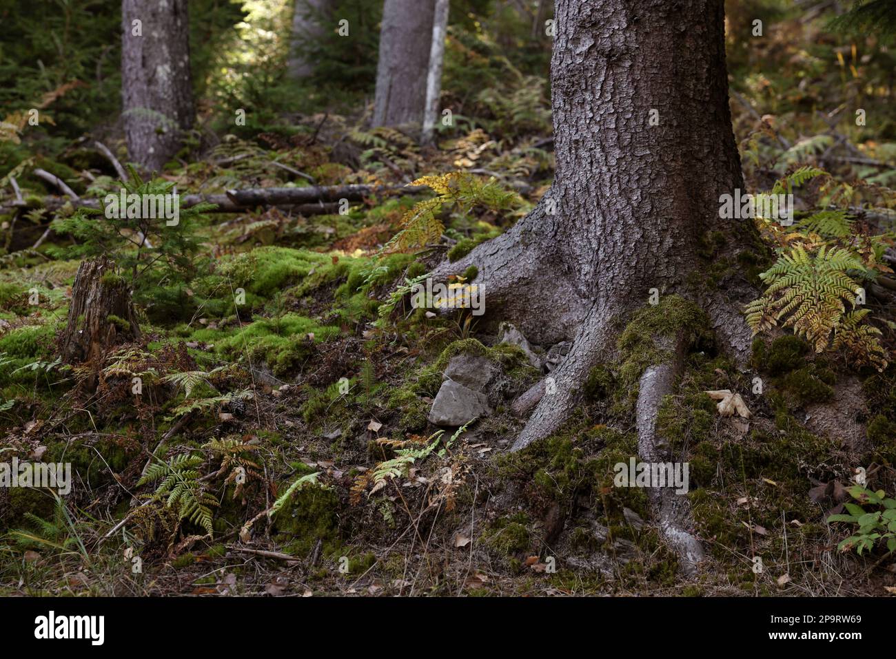 Tree roots overgrown with beautiful green moss in forest Stock Photo ...