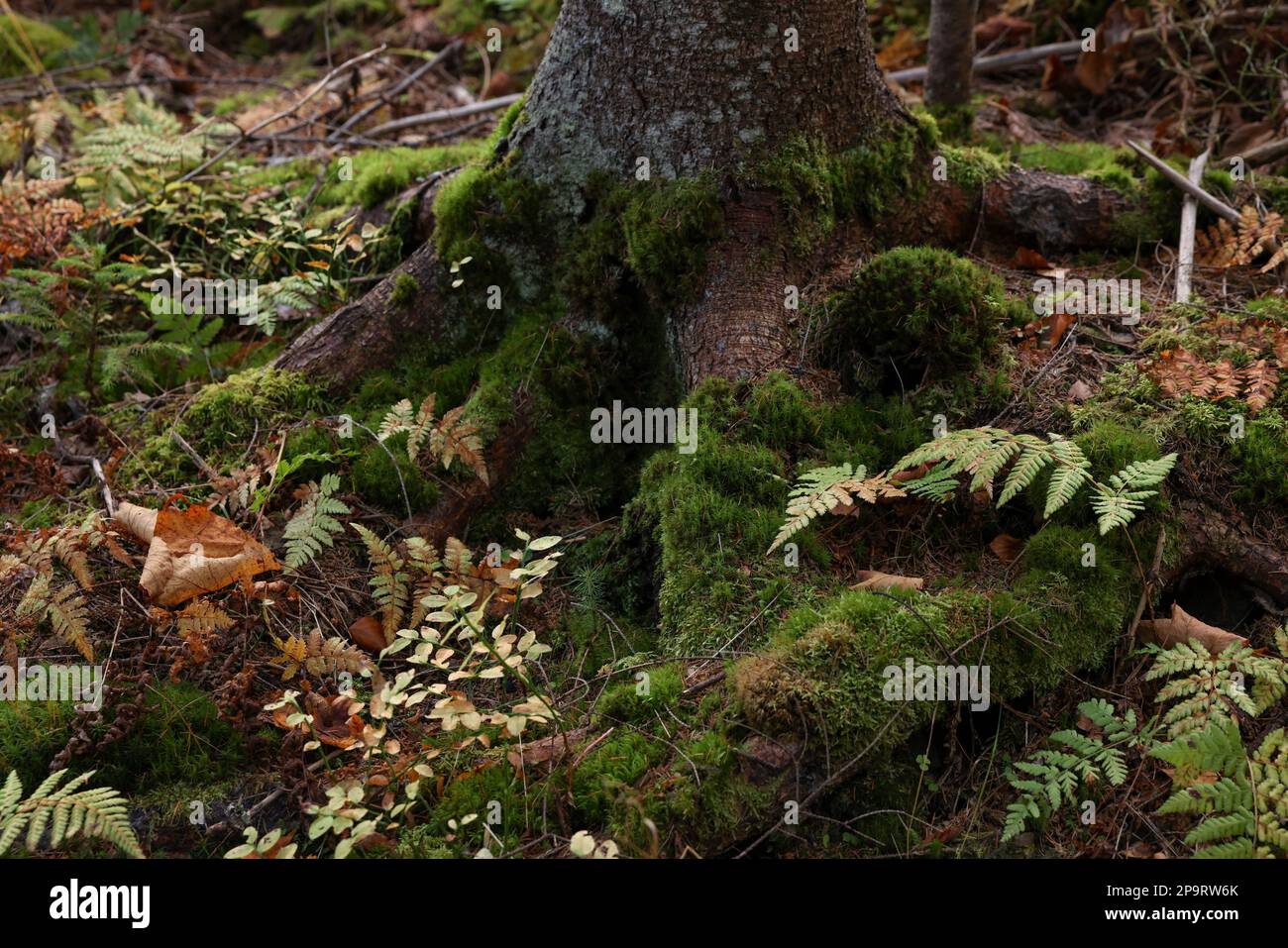 Tree roots overgrown with beautiful green moss in forest Stock Photo ...