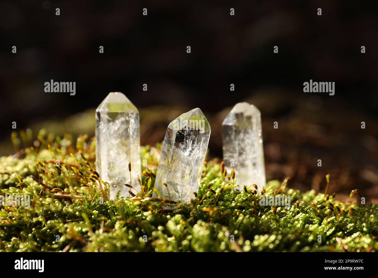 Transparent quartz in forest hi-res stock photography and images - Alamy