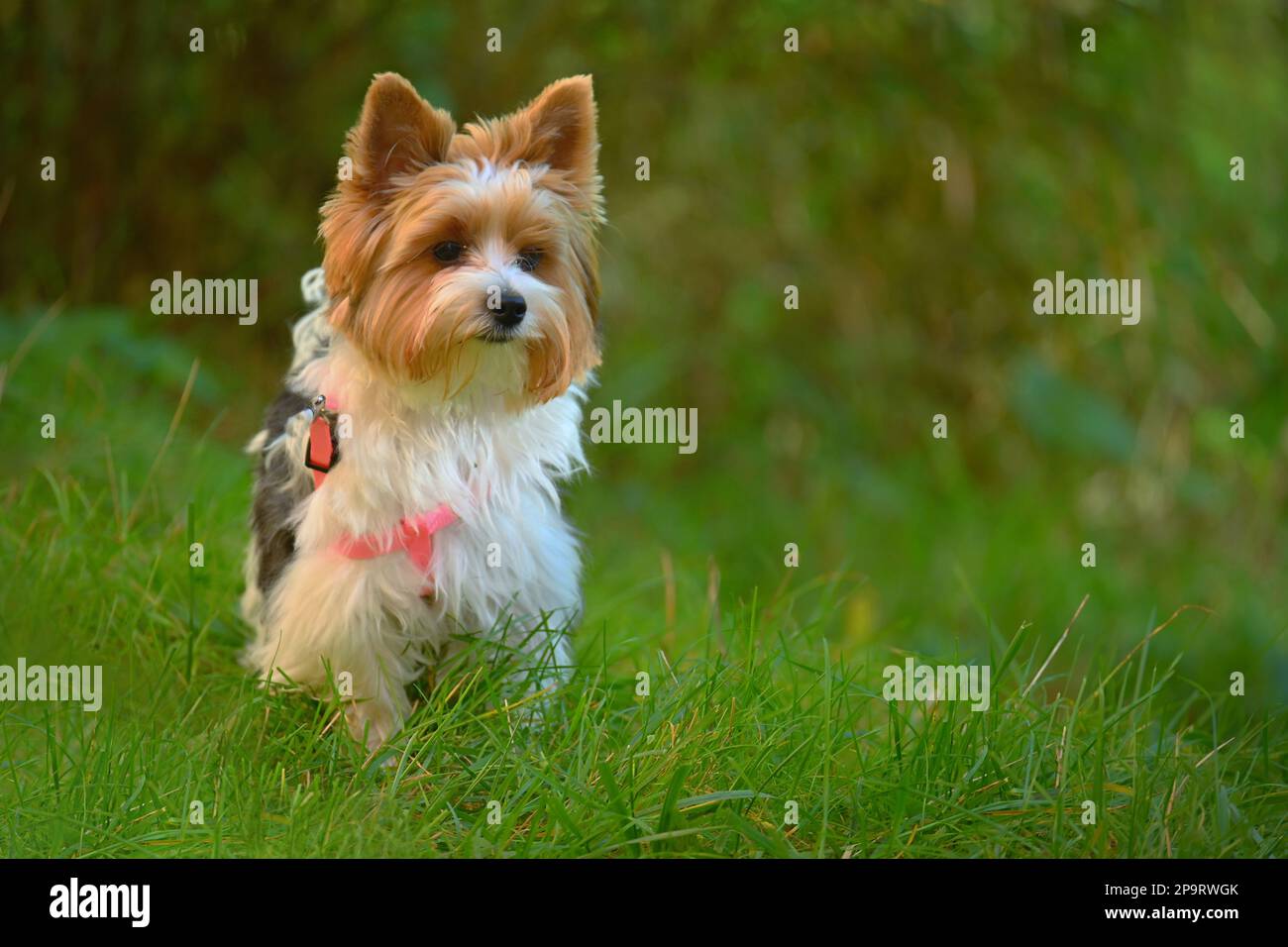 Biewer terrier puppy hi-res stock photography and images - Alamy