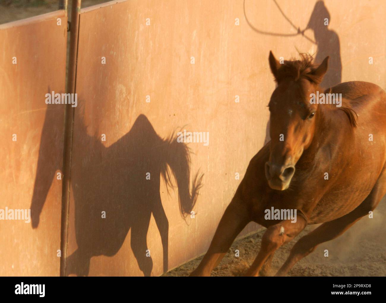 ** TO GO WITH EEUU CHARROS ** The shadow of a Charro, or Mexican cowboy ...