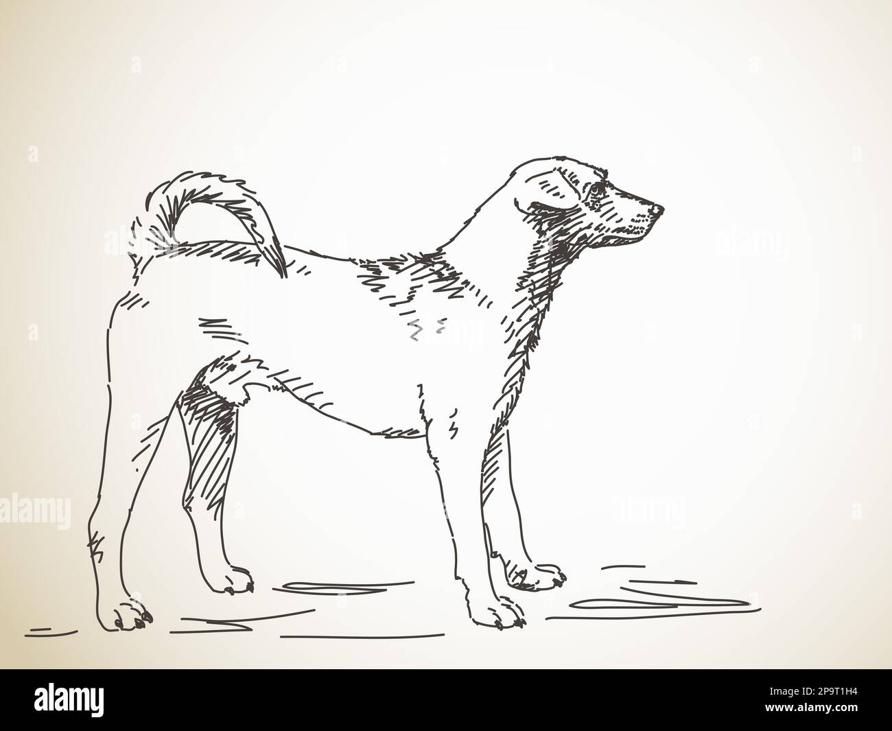 Sketch of dog. Hand drawn illustration. Isolated Stock Vector Image ...