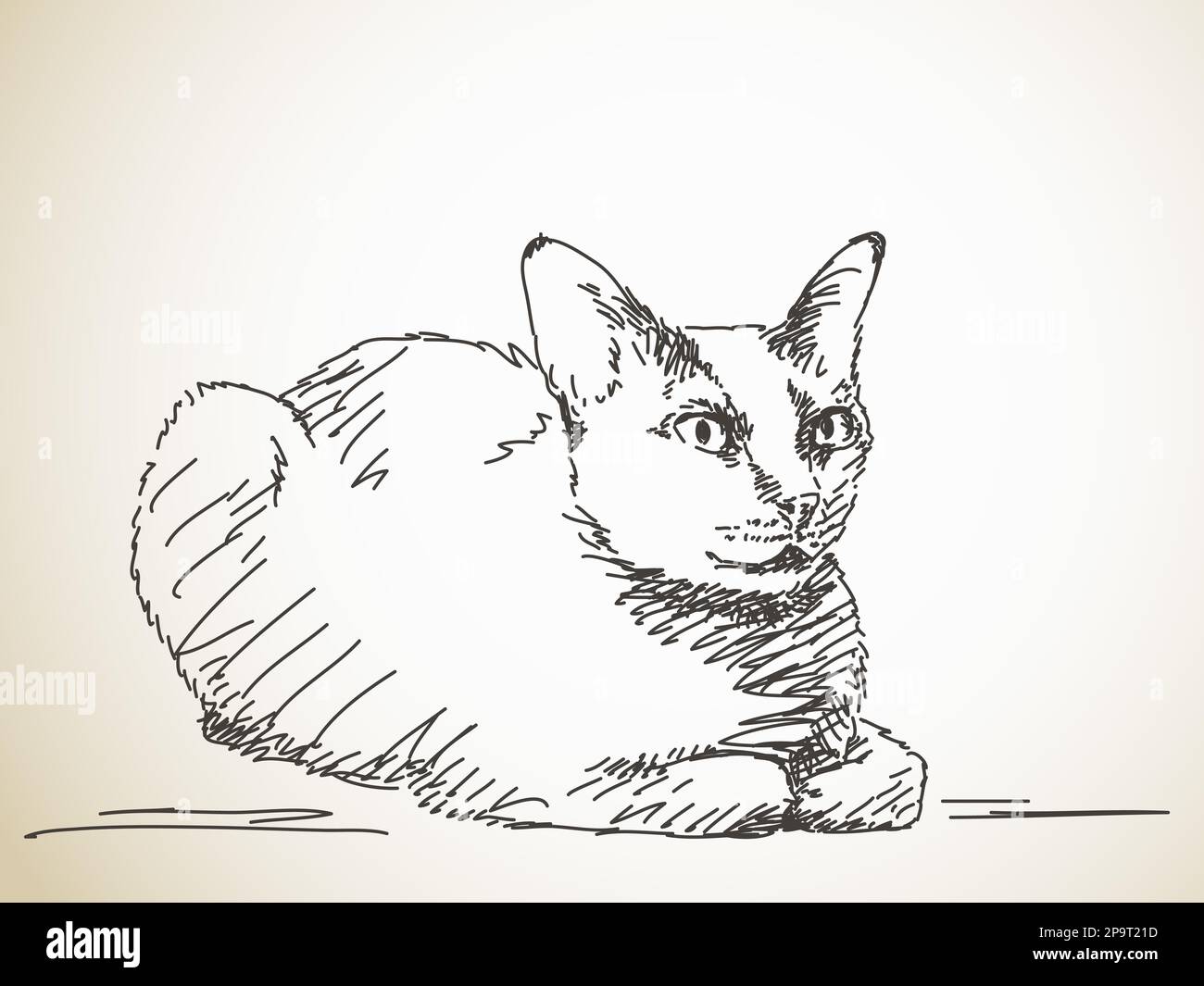 Sketch of cat, Hand drawn illustration Stock Vector Image & Art - Alamy