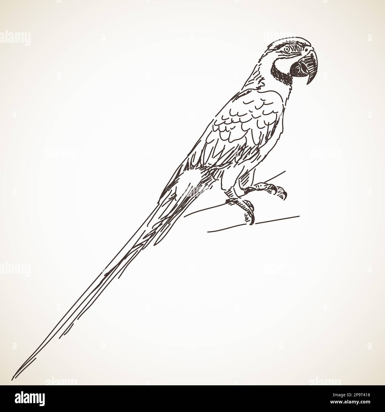 Sketch of parrot, Hand drawn vector illustration Stock Vector Image ...