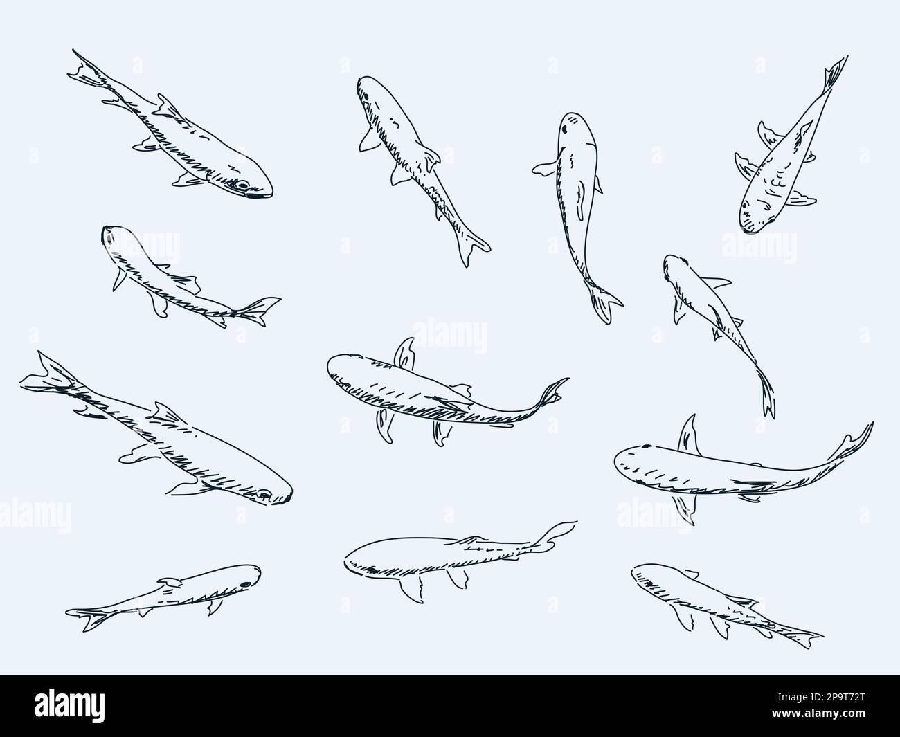 Sketch of fish, Hand drawn Vector illustration Stock Vector Image & Art ...
