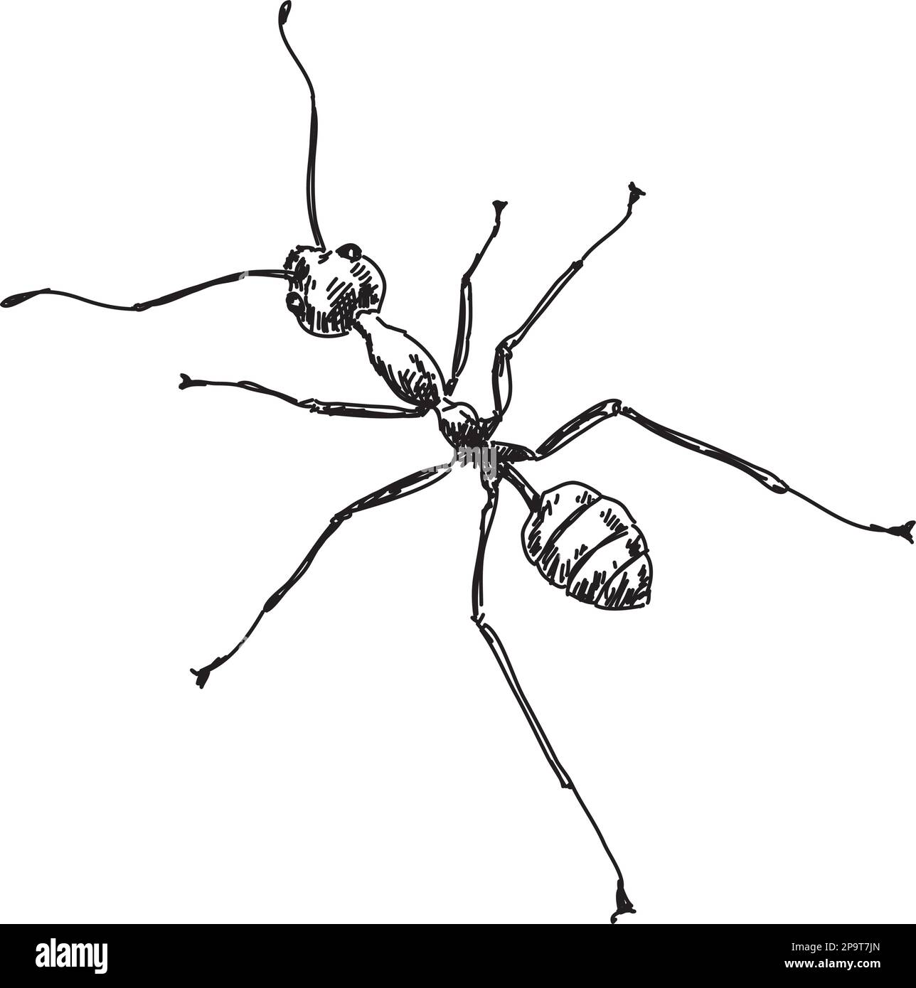 Sketch of ant Hand drawn vector illustration Stock Vector Image & Art ...