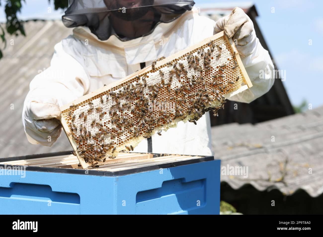 Bee keeper in uniform checks his honeybee frame close up Stock Photo ...