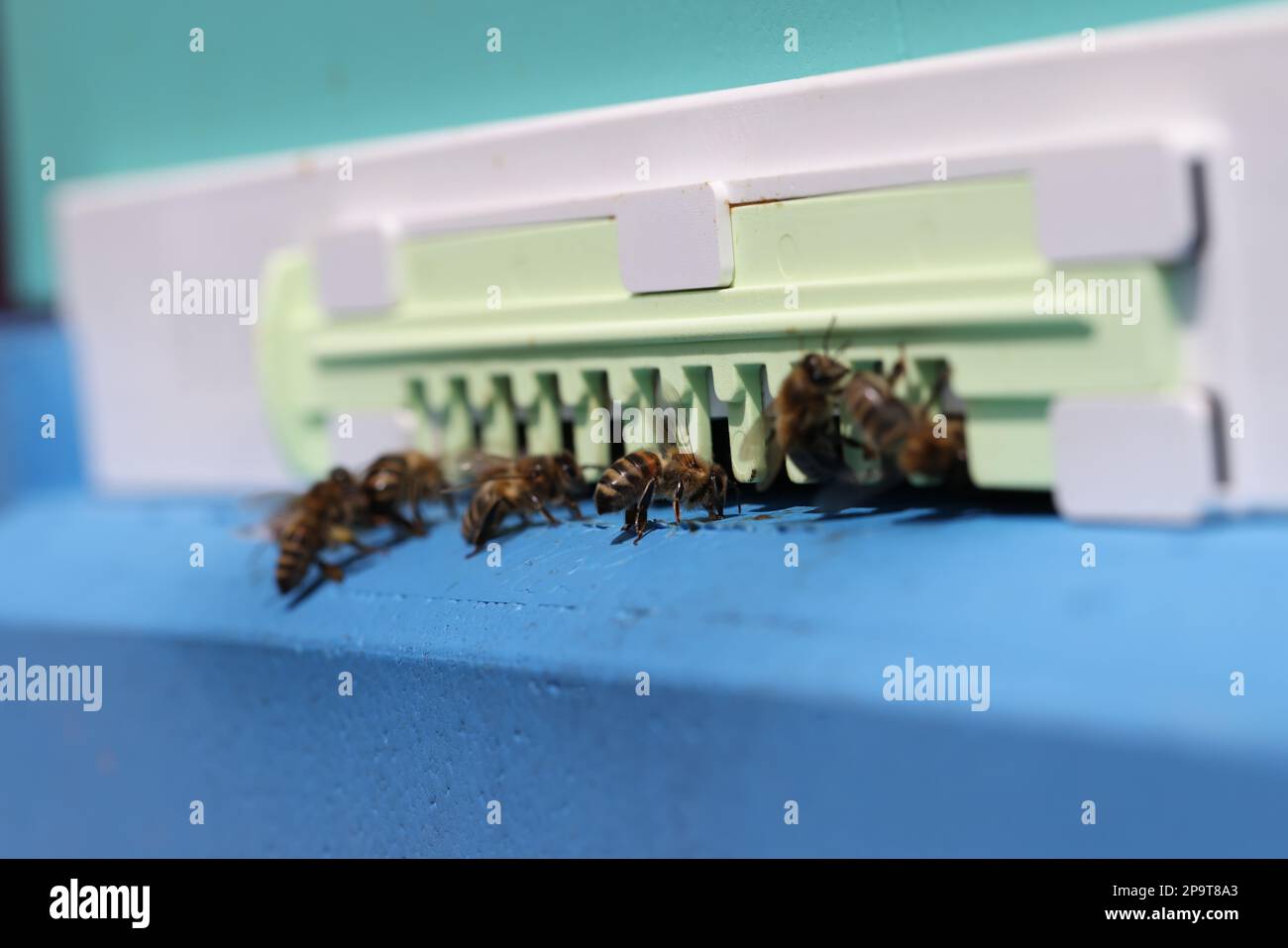 Bees enter modern hive close-up, shallow depth of field Stock Photo - Alamy