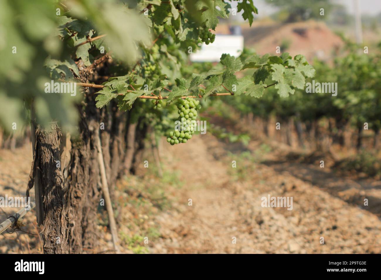 Bunch of green & black Grapes & grape vine in Vineyard with Sunset ...