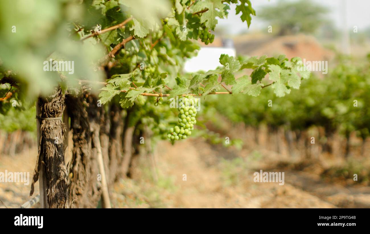 Bunch of green & black Grapes & grape vine in Vineyard with Sunset ...