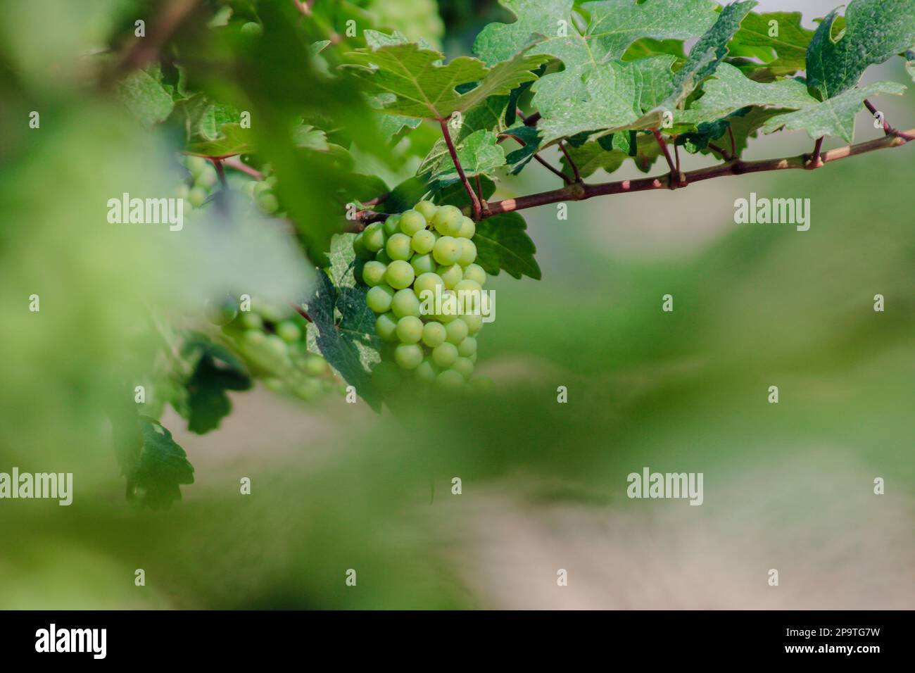 Bunch of green & black Grapes & grape vine in Vineyard with Sunset ...