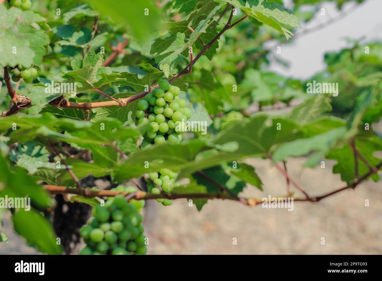 Bunch of green & black Grapes & grape vine in Vineyard with Sunset ...