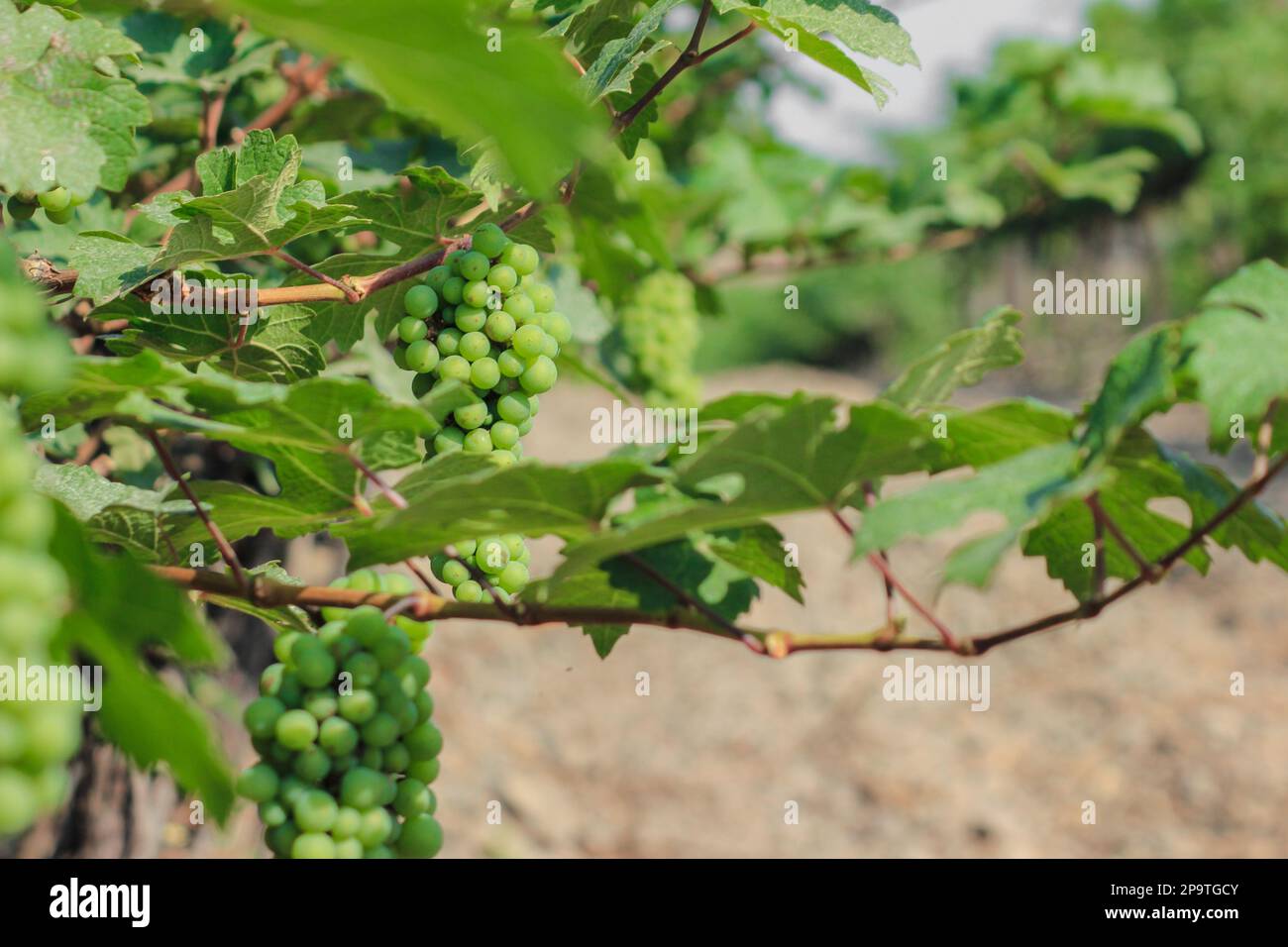 Bunch of green & black Grapes & grape vine in Vineyard with Sunset ...