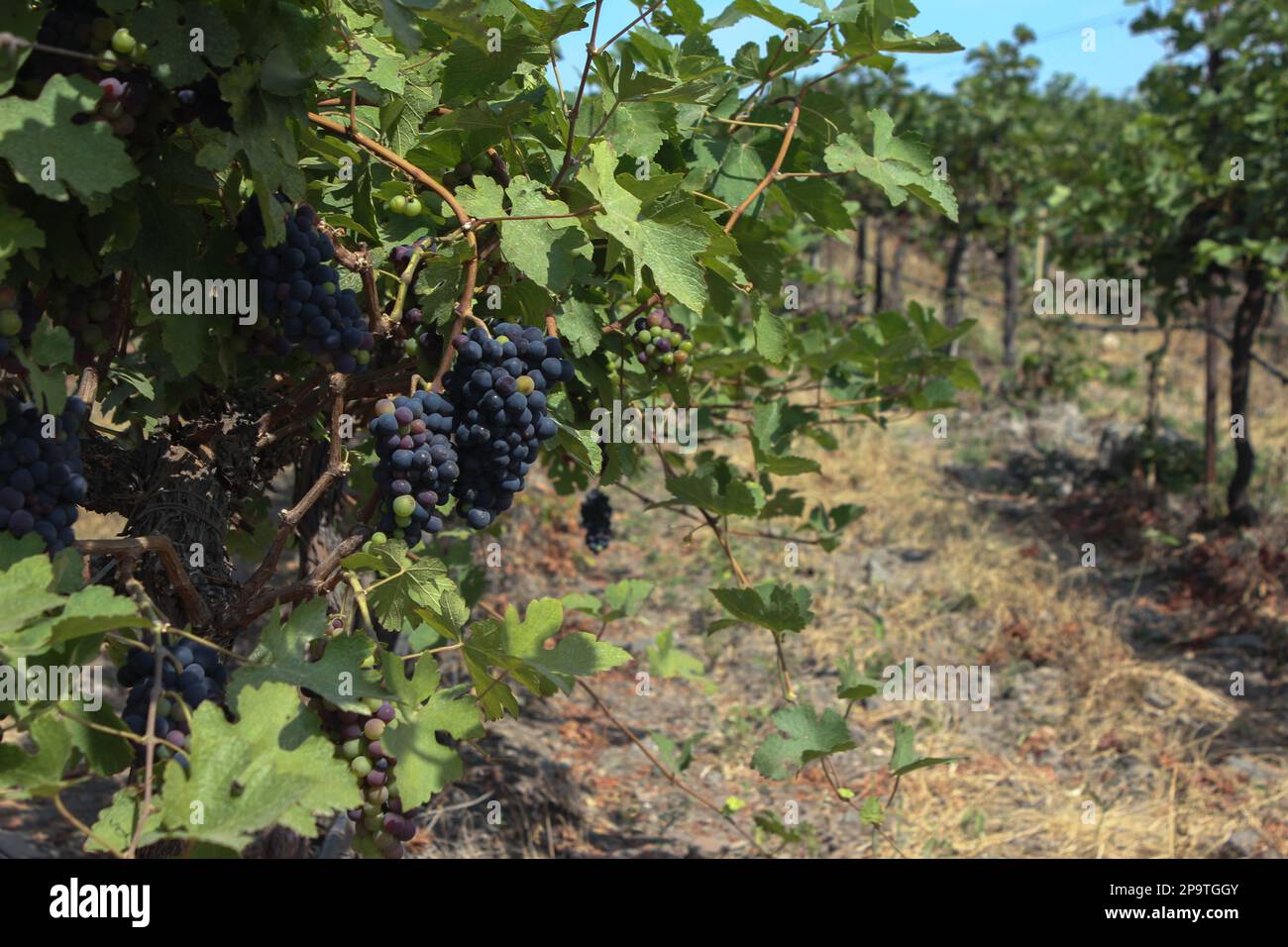 Bunch of green & black Grapes & grape vine in Vineyard with Sunset ...
