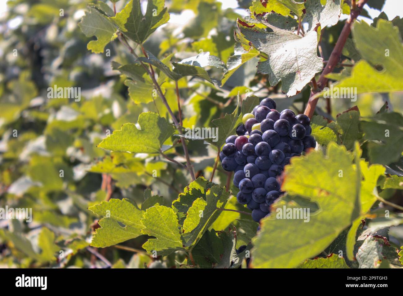 Bunch of green & black Grapes & grape vine in Vineyard with Sunset ...