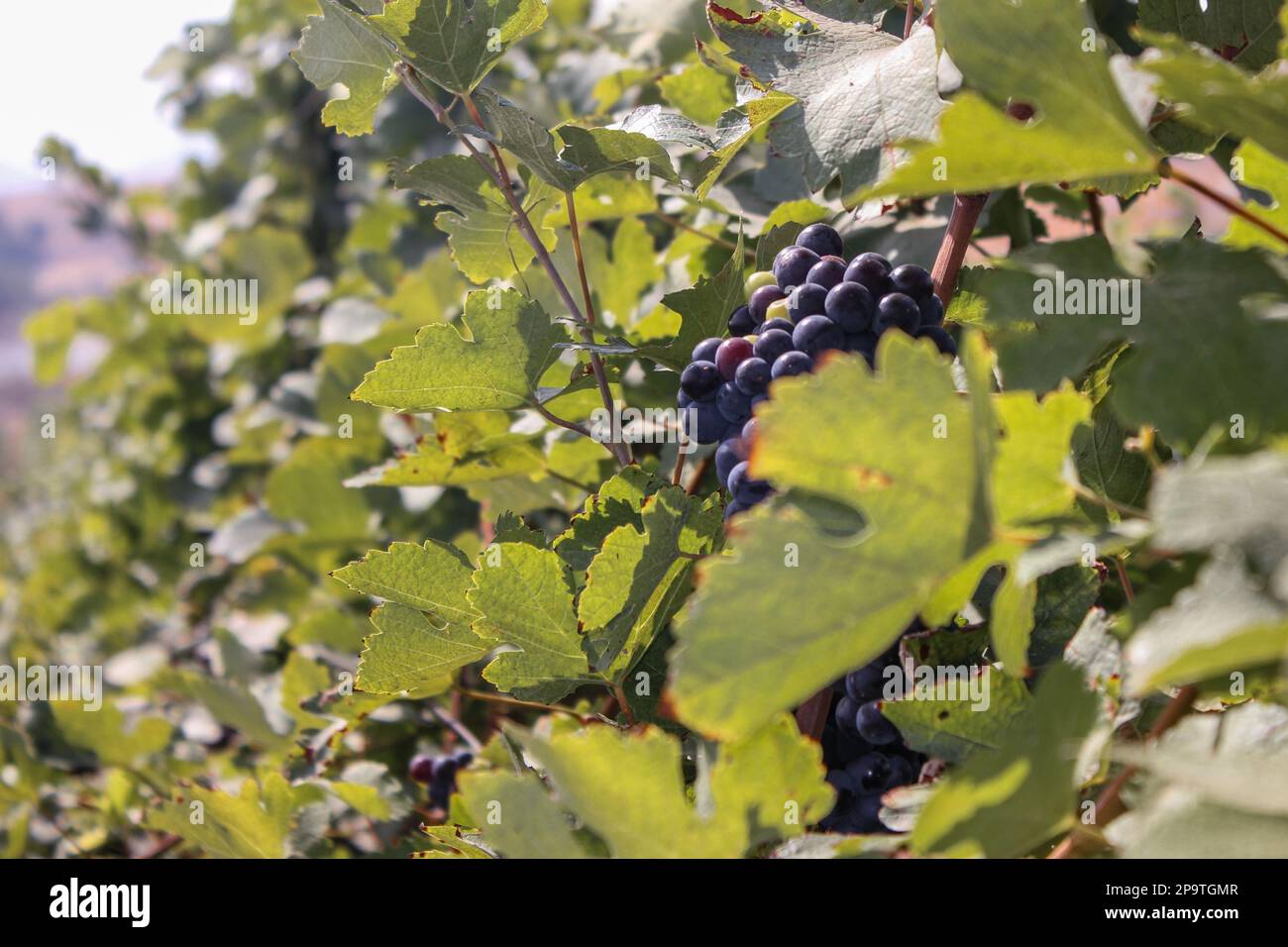 Bunch of green & black Grapes & grape vine in Vineyard with Sunset ...
