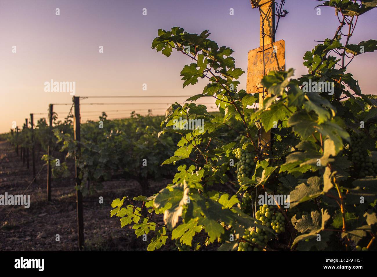 Bunch of green & black Grapes & grape vine in Vineyard with Sunset ...